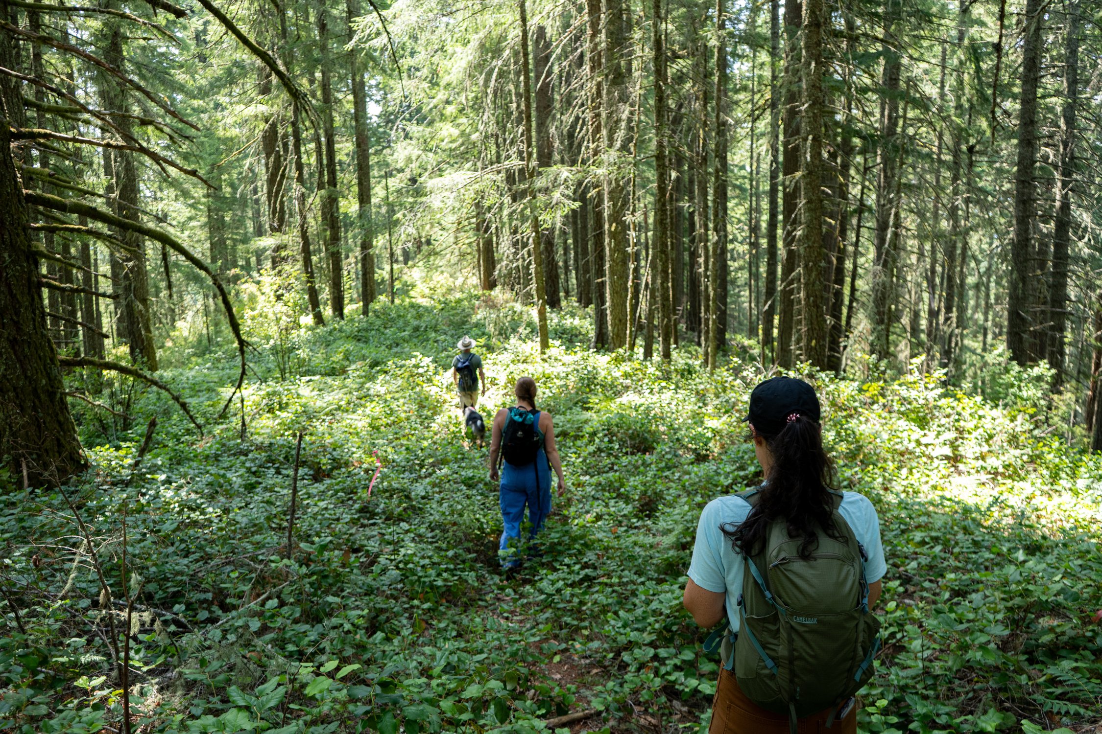 How Protecting Forests Ensures a Future For Wild Food and Medicine